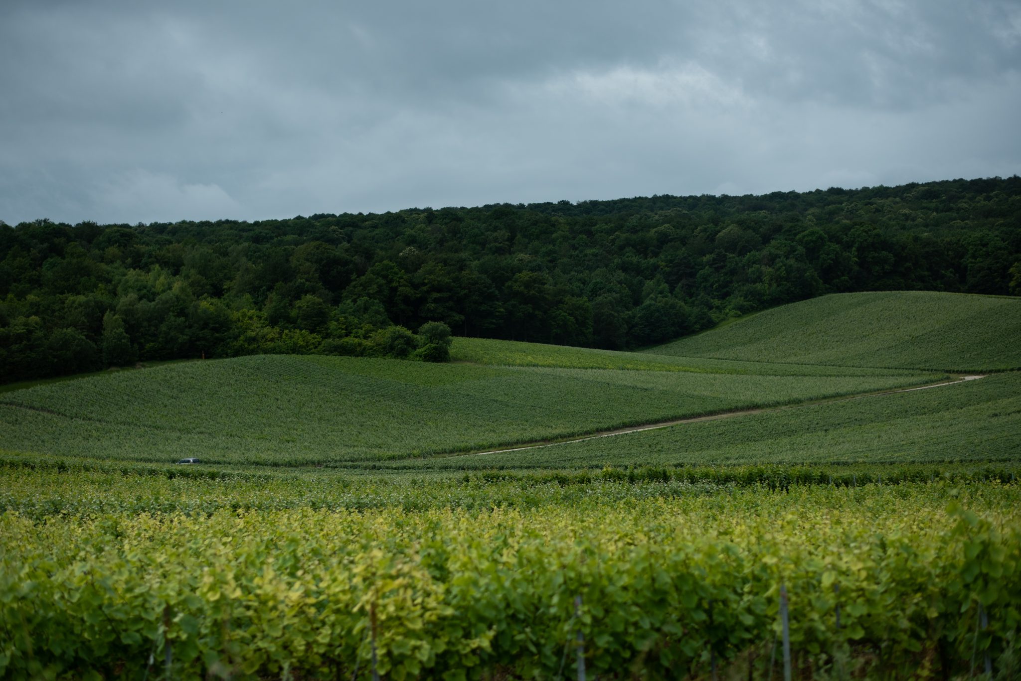 Champagnes historia - Champagne-skolan - BestChampagne